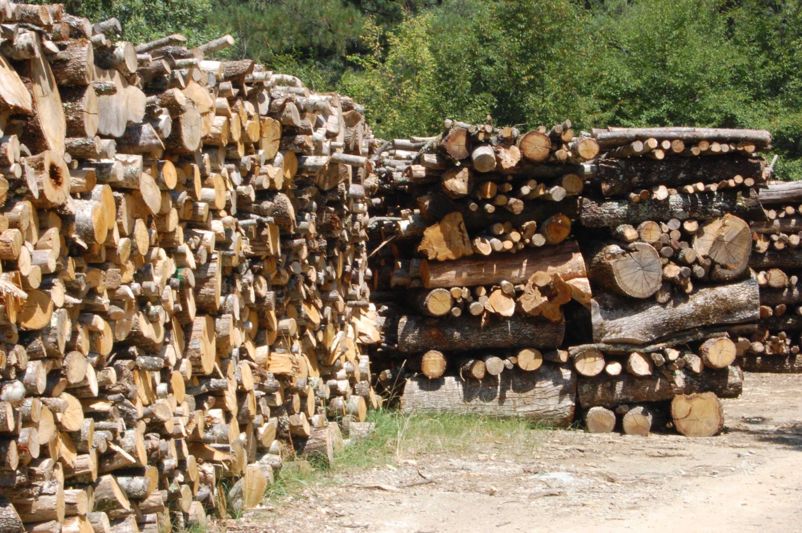 Hoeveel hout kunnen we verwachten uit Europese bossen? - INNOVATIEVE ...